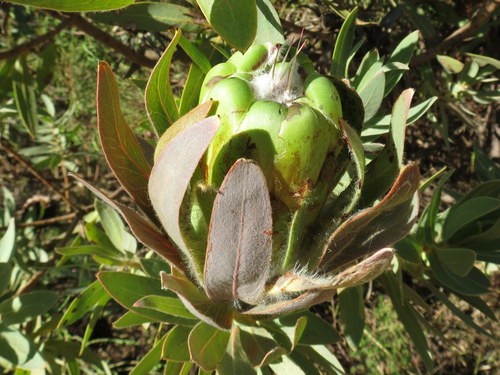 Protea coronata - PictureThis