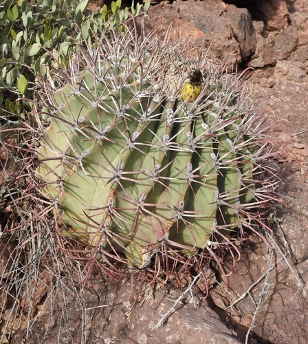 Ferocactus emoryi - PictureThis