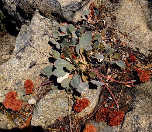 Eriogonum ursinum - PictureThis