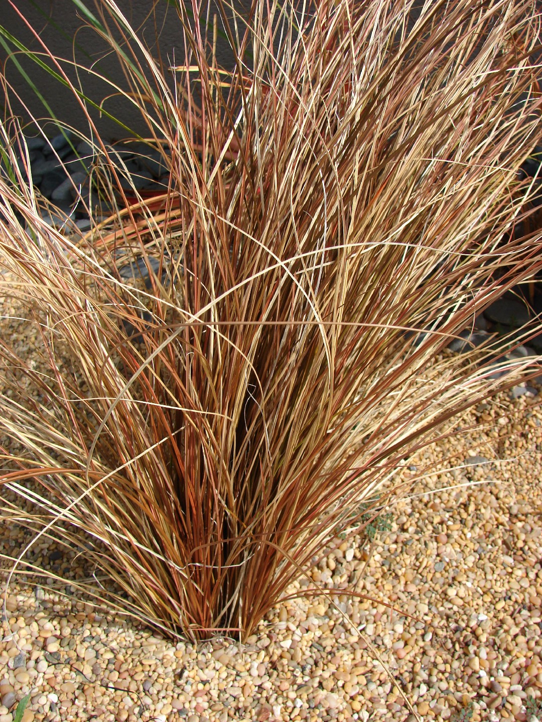 Carex comans 照顧，種植，繁殖，開花時間 - PictureThis