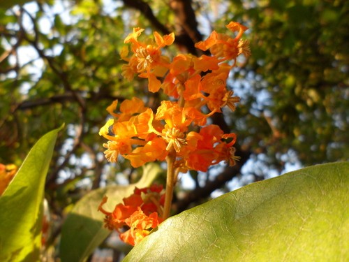 Nance (Byrsonima crassifolia) - PictureThis