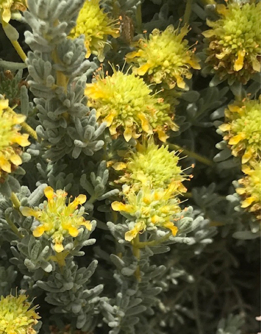 PictureThis - Teucrium aureum