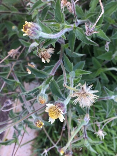 Hierba del toro (Tridax procumbens) - PictureThis