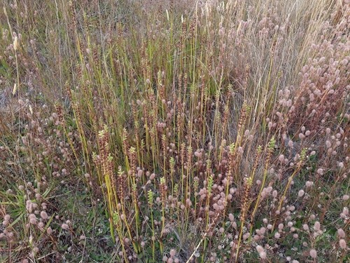 Microtis unifolia - PictureThis