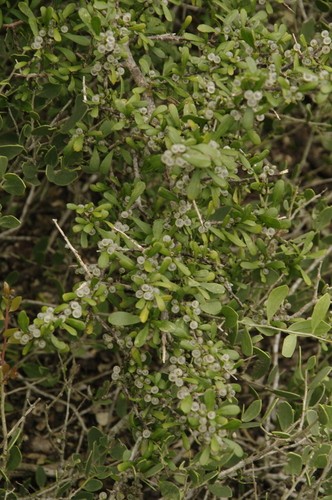 Phaulothamnus spinescens - PictureThis