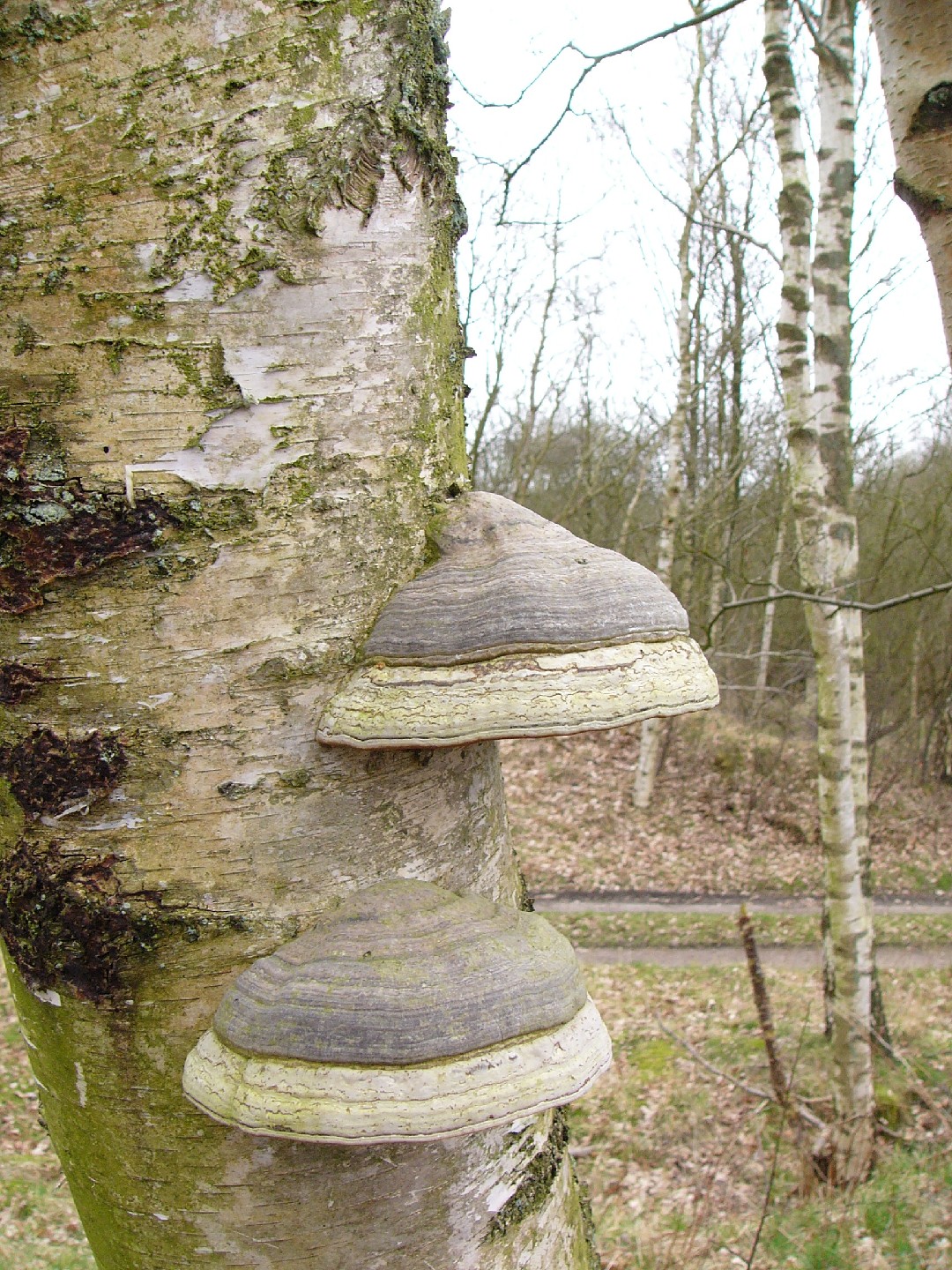 Yesquero negro (Phellinus igniarius) - PictureThis