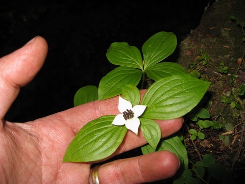 Western cordilleran bunchberry (Cornus unalaschkensis) Flower, Leaf ...