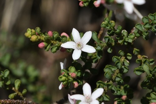 Rue (Rutaceae) Flower, Leaf, Care, Uses - PictureThis