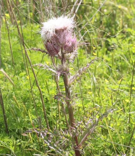 Yellow thistle (Cirsium horridulum) Flower, Leaf, Care, Uses - PictureThis