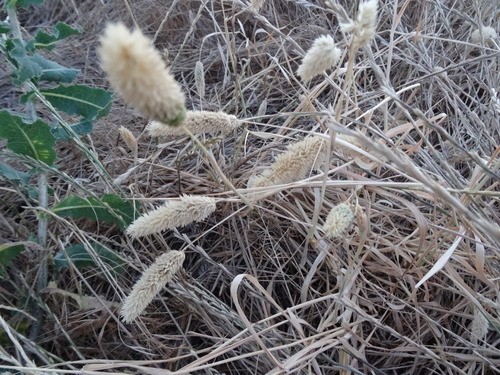 Annual rabbitsfoot grass (Polypogon monspeliensis) Flower, Leaf, Care ...