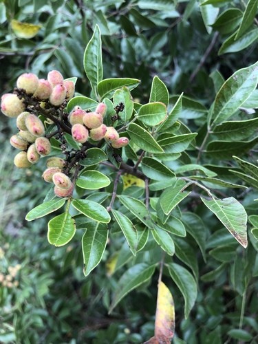 Capulín (Rhus virens) - PictureThis