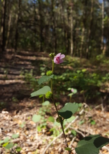 Urena (Urena) - PictureThis