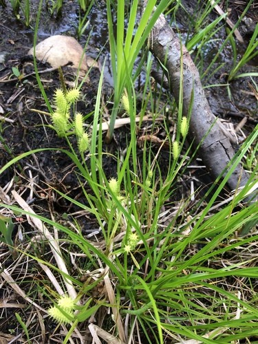How to Plant and Grow Shallow Sedge(Carex lurida)