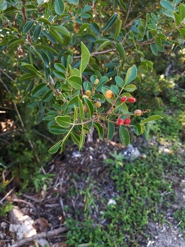 Capulín (Rhus virens) - PictureThis