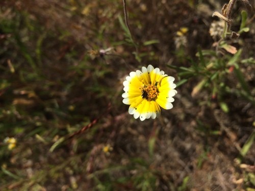 Layia platyglossa - PictureThis