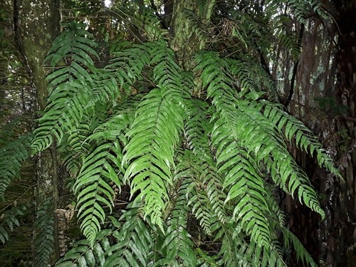 Icarus filiformis - PictureThis