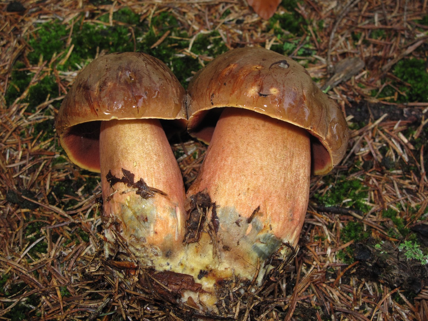 Neoboletus Flower, Leaf, Care, Uses - PictureThis