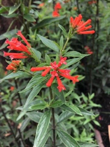 Clavillo (Bouvardia ternifolia) - PictureThis