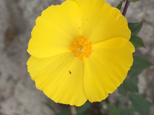 How to Plant and Grow Bush poppy(Dendromecon rigida)