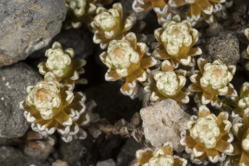 Vegetable sheep Care (Watering, Fertilize, Pruning, Propagation ...