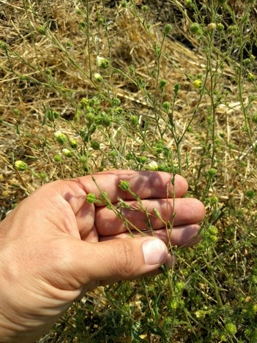 Hayfield tarweed (Hemizonia congesta) Flower, Leaf, Care, Uses ...