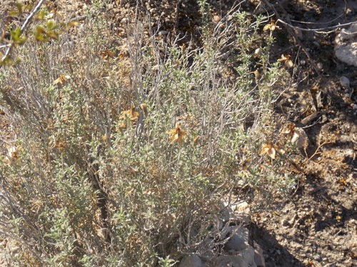 Hierba del burro (Zinnia acerosa) - PictureThis