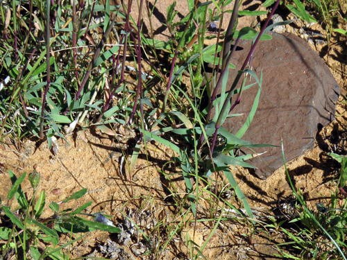 Bur grass Care (Watering, Fertilize, Pruning, Propagation) - PictureThis