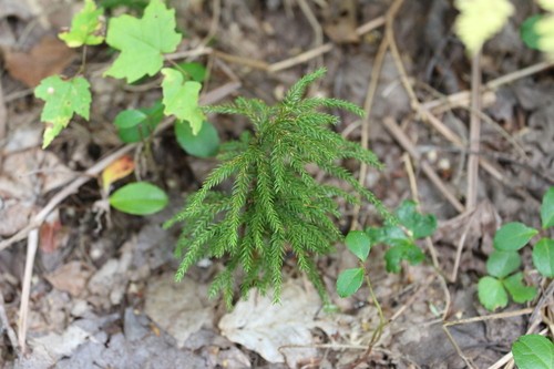 Álbol de Groundpine (Dendrolycopodium dendroideum) - PictureThis