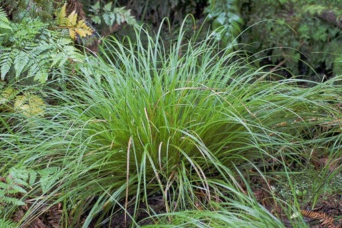 Carex auceps - PictureThis