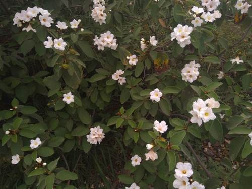 Anacahuita (Cordia boissieri) - PictureThis