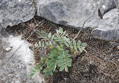 Velvet leaf senna Care (Watering, Fertilize, Pruning, Propagation ...