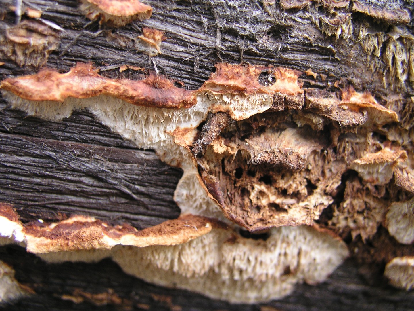 Bracket polypores (Fomitopsidaceae) Flower, Leaf, Care, Uses - PictureThis