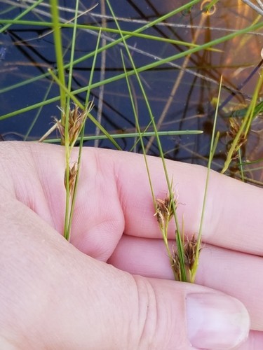 ️️ How to Prune Brown beak-sedge