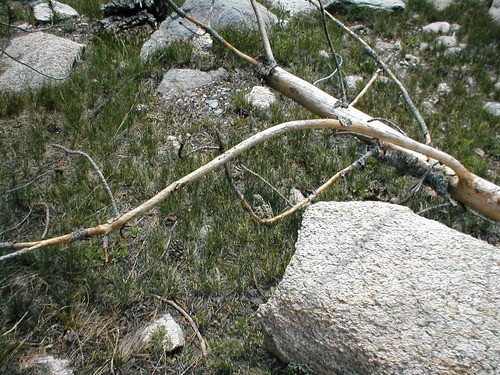 Alforfón de hoja ovalada (Eriogonum ovalifolium) - PictureThis