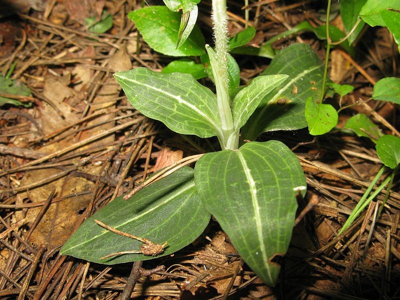 Goodyera similis - PictureThis