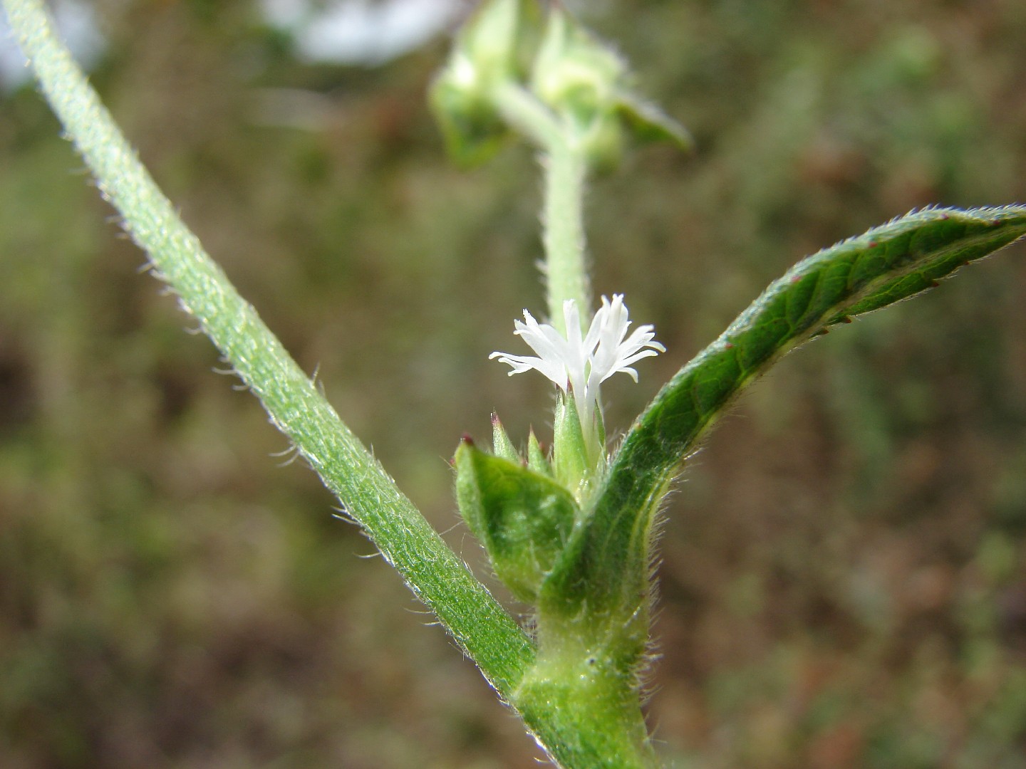 Elephantopus mollis - PictureThis