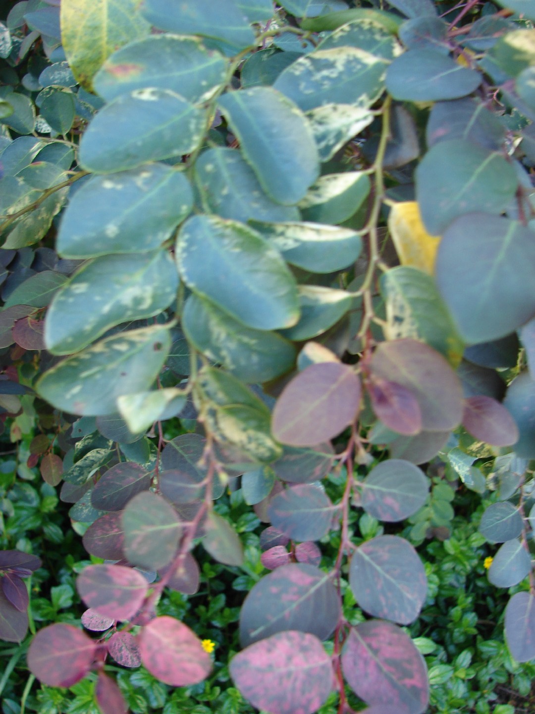 彩葉山漆莖 (Breynia disticha) 照顧，種植，繁殖，開花時間 - PictureThis