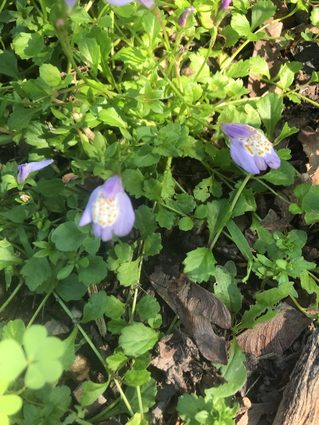 Mazus stachydifolius - PictureThis