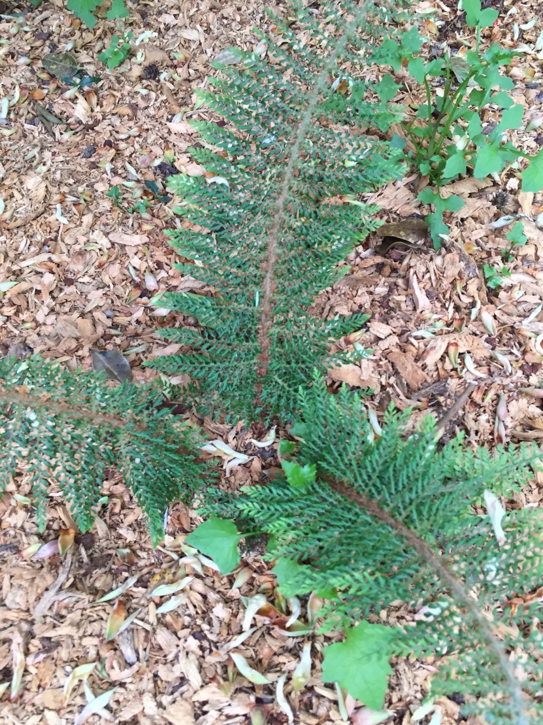 Píjaro (Polystichum setiferum) - PictureThis