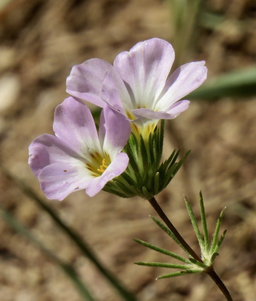 🌱 How to Propagate Largeflower linanthus