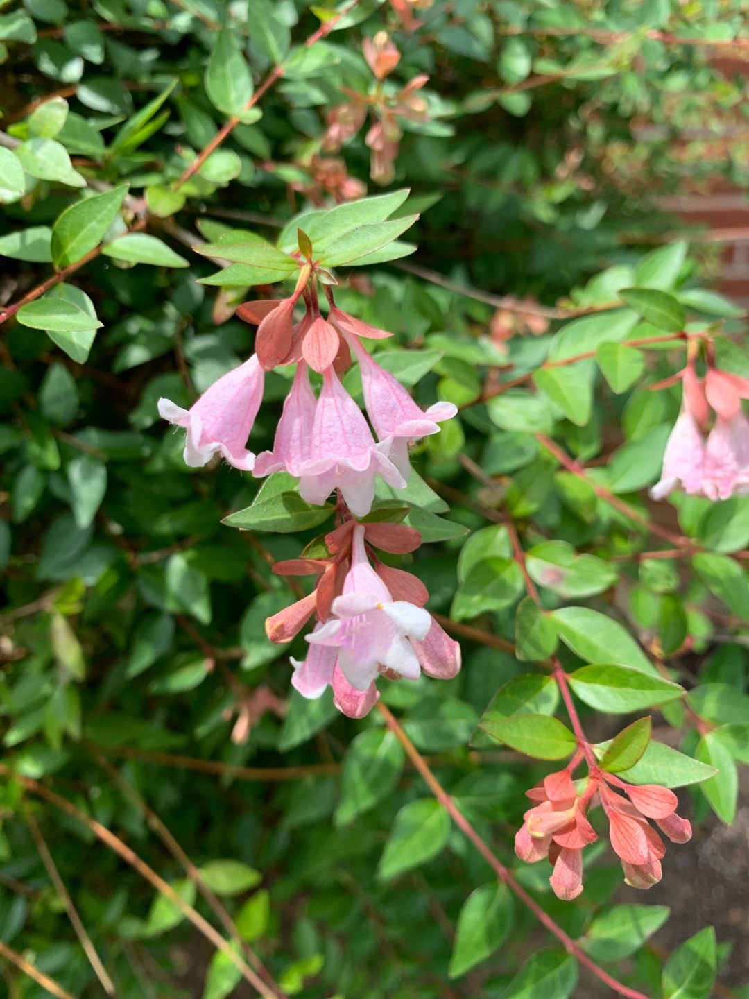 Abelia Flower, Leaf, Care, Uses - PictureThis