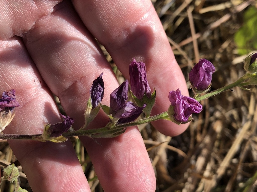 Waxy checkerbloom (Sidalcea glaucescens) Flower, Leaf, Care, Uses ...