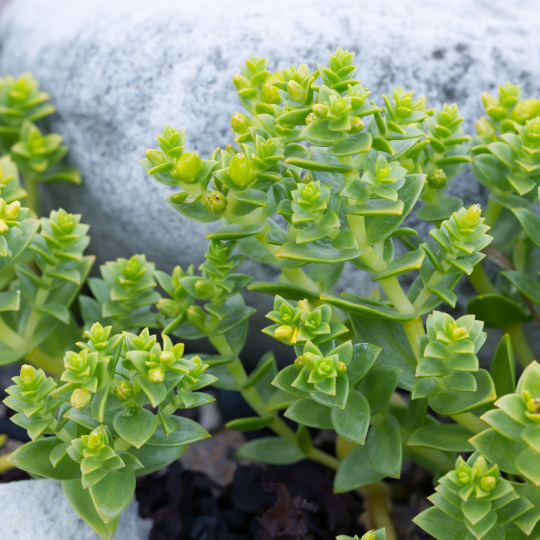 Sea Sandwort (Honckenya) Flower, Leaf, Care, Uses - PictureThis