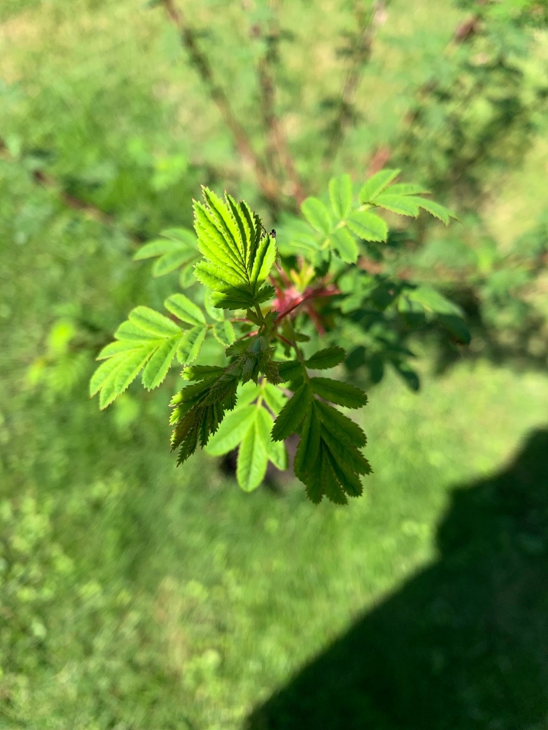 Rosa primula - PictureThis