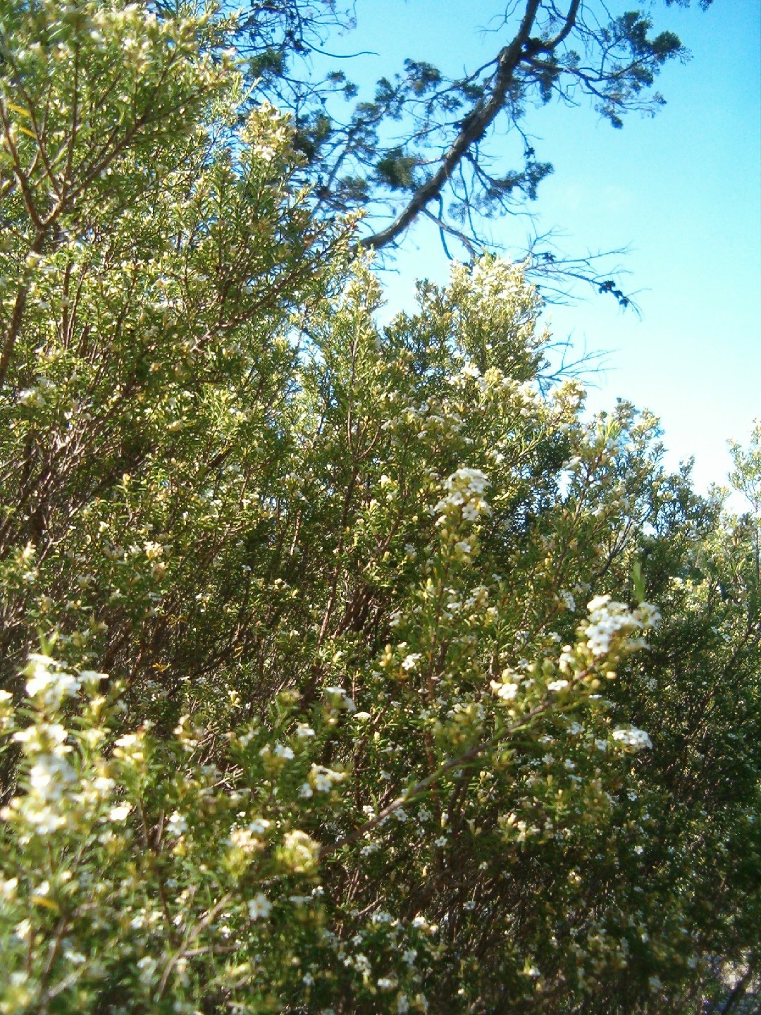 Coleonema album - PictureThis