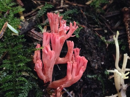 Ramaria araiospora - PictureThis