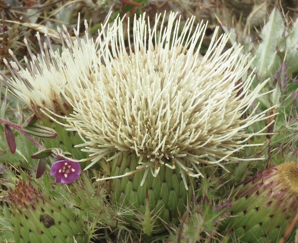 Alameda county thistle (Cirsium quercetorum) Flower, Leaf, Care, Uses ...