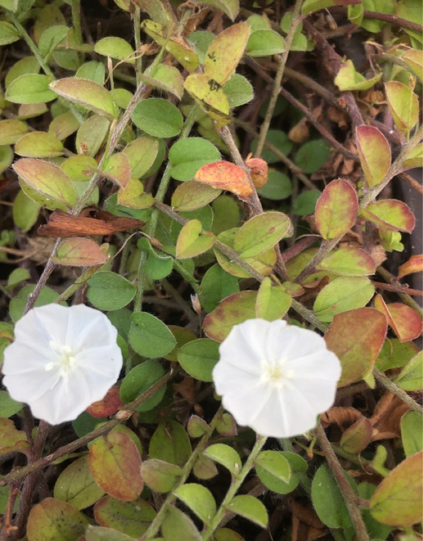 Silky evolvulus (Evolvulus sericeus) Flower, Leaf, Care, Uses - PictureThis