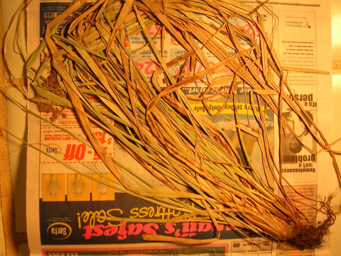 Cyperus javanicus - PictureThis