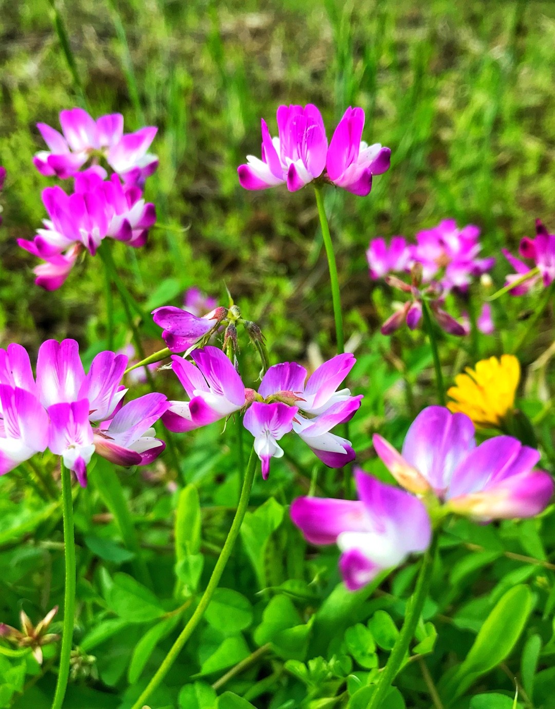 Comment Transplanter Astragalus Sinicus p riode Id ale M thodes Et Comment Transplanter Astragalus Sinicus p riode Id ale M thodes Et